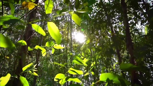 森林阳光唯美视频素材