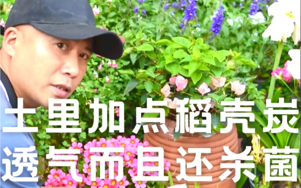 土里加点稻壳炭,透气而且还杀菌,植物根系发达不易生病