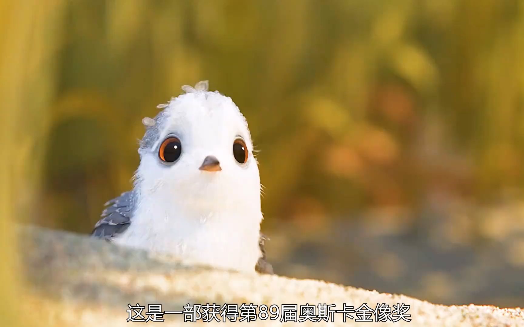 第334集 全球亿万家庭必看的一部具有教育意义的动画短片《鹬》!