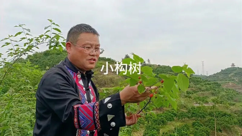 楮实子你吃过吗?你了解小构树吗?你知道它有什么养生价值吗?