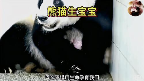 你见过熊猫刚出生的模样吗?熊猫生宝宝过程。原来长这个样