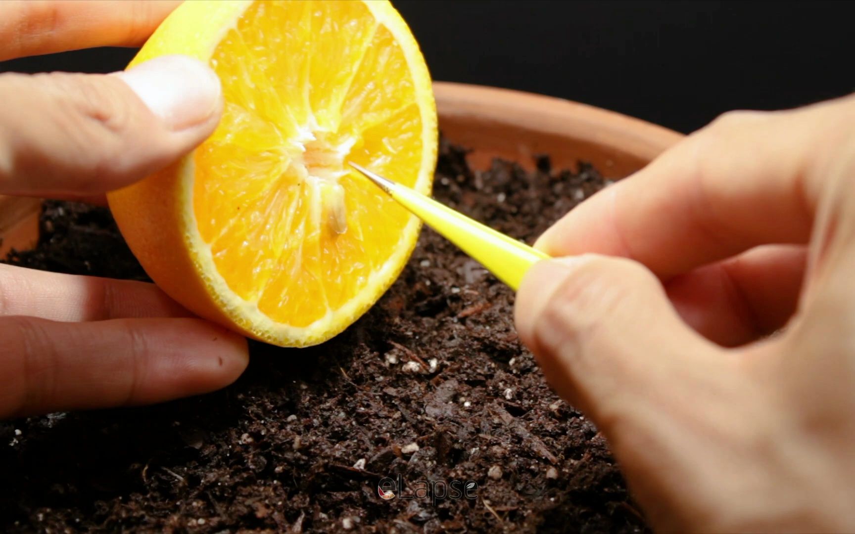 橙子/橘子树的培育 延时拍摄213天 伴着轻松的音乐