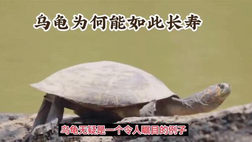 乌龟为何能长寿？科学探索其独特的生理与生活习性