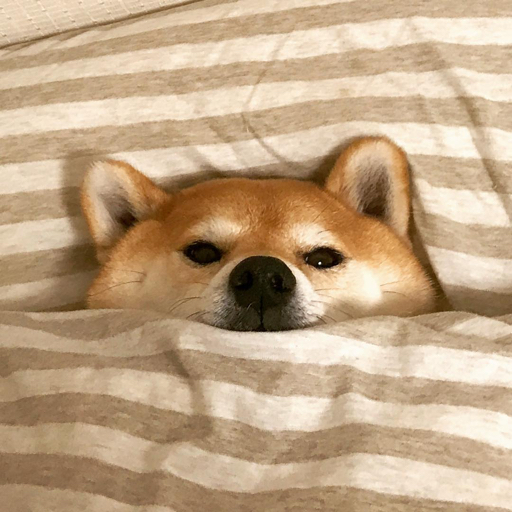 好奇二二 