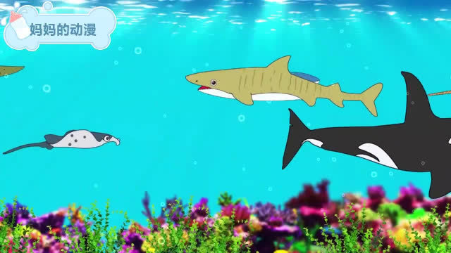 鲨鱼被困石洞,追赶乌贼和海星海洋动漫