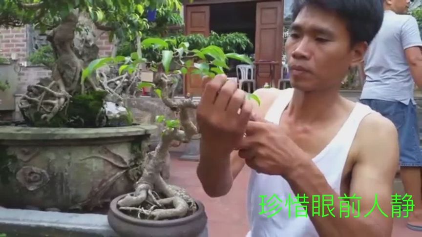 造型不错的小叶榕树修剪,师傅手把手来教你怎么整形!