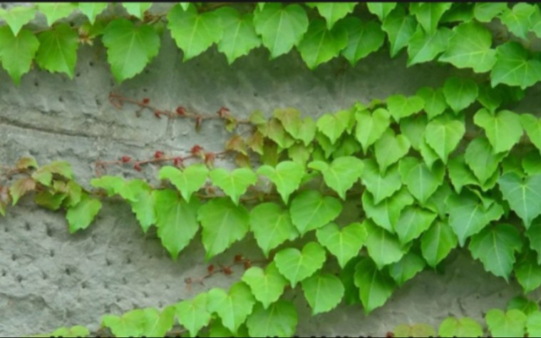 小学课文《爬山虎的脚》试讲稿