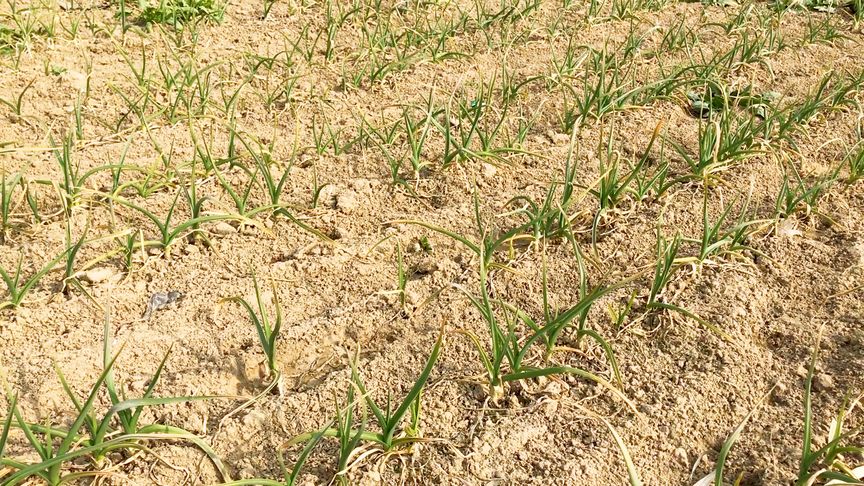 蒜苗别再买了,农村媳妇教你种植蒜苗,轻松简单,一学就会