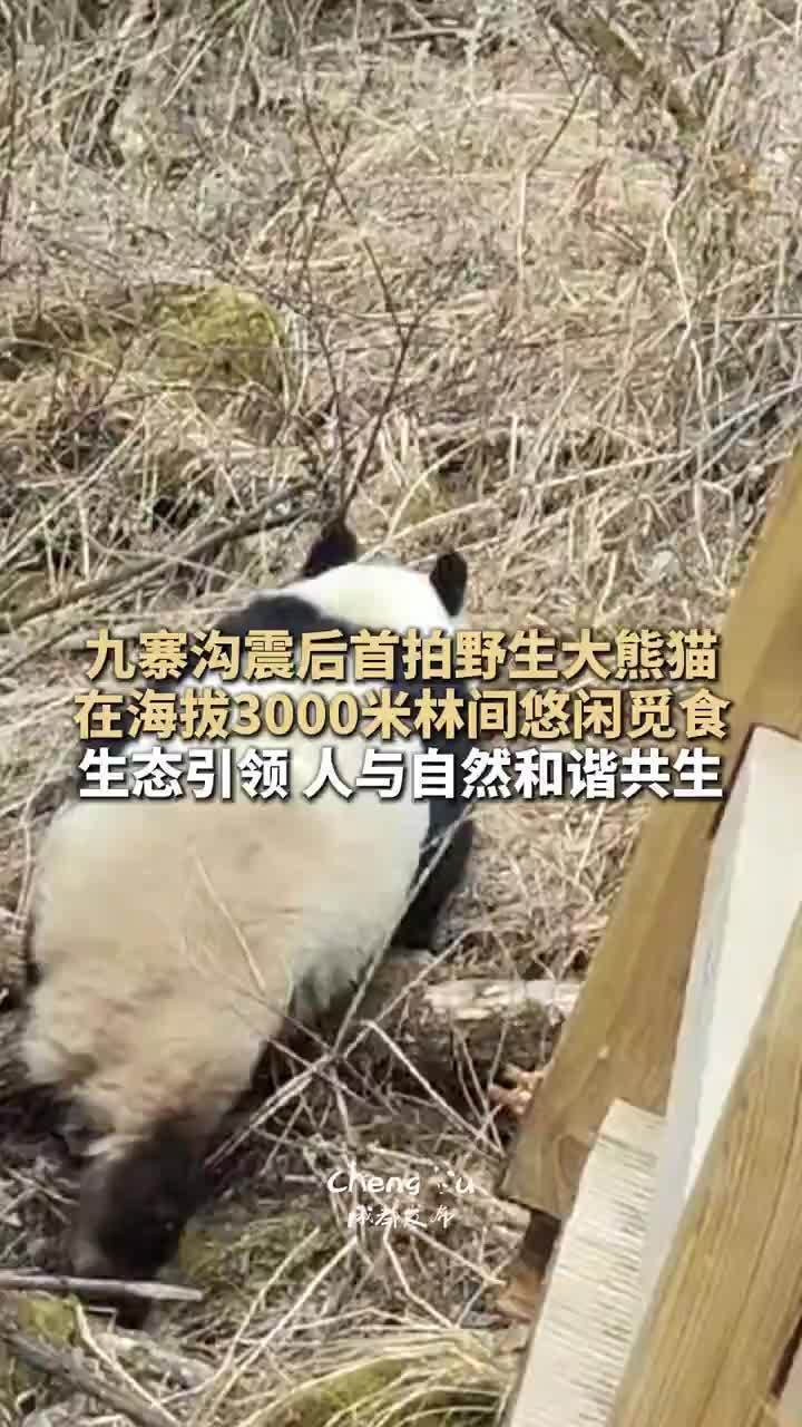 九寨沟震后首拍野生大熊猫,在海拔3000米林间悠闲觅食,生态引领 人与...