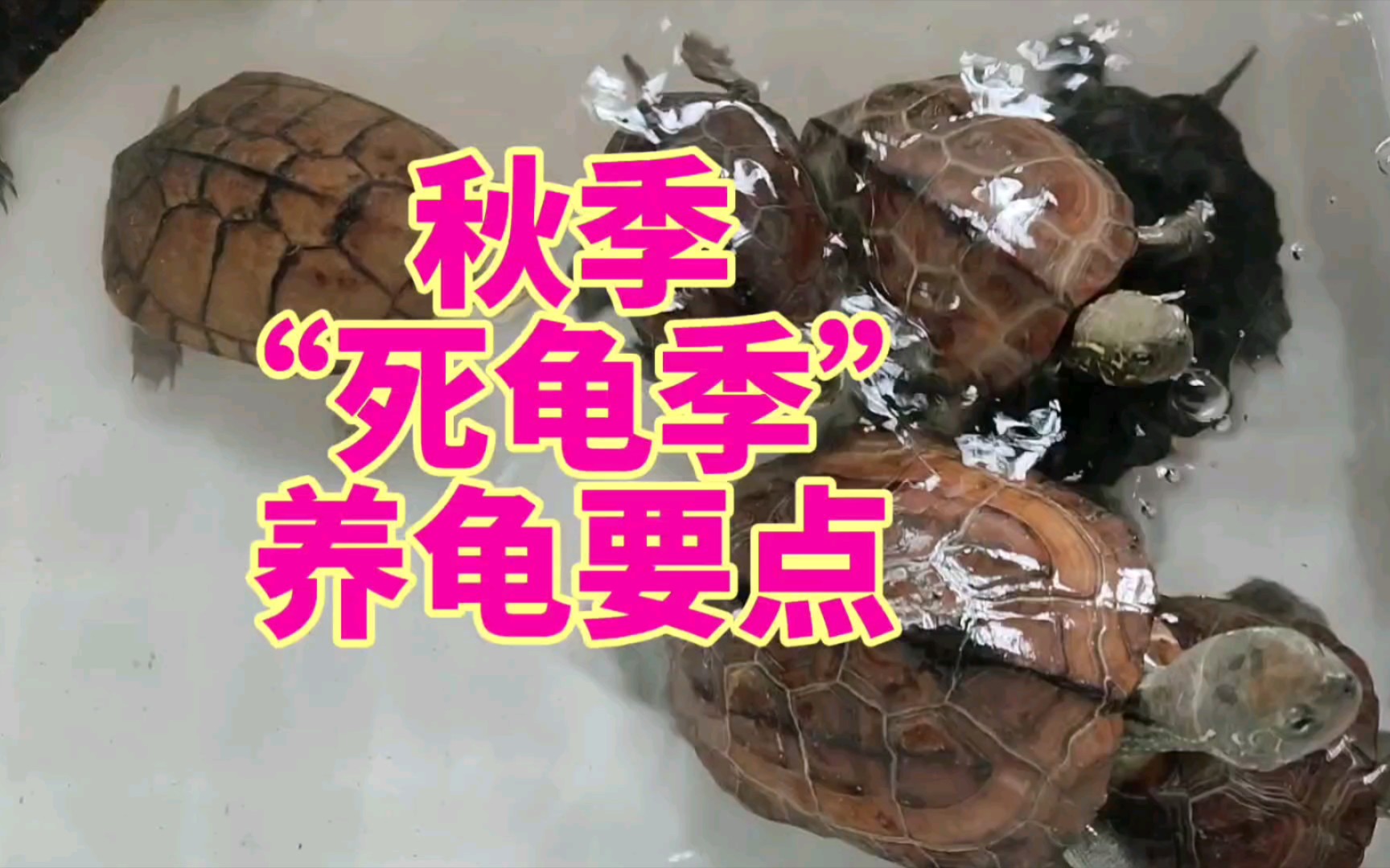 秋季养龟技巧:掌握四点,养龟更轻松。秋季乌龟怎么养?把握住四点,...