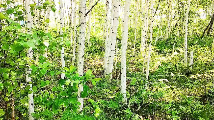 大自然的风景～桦树林
