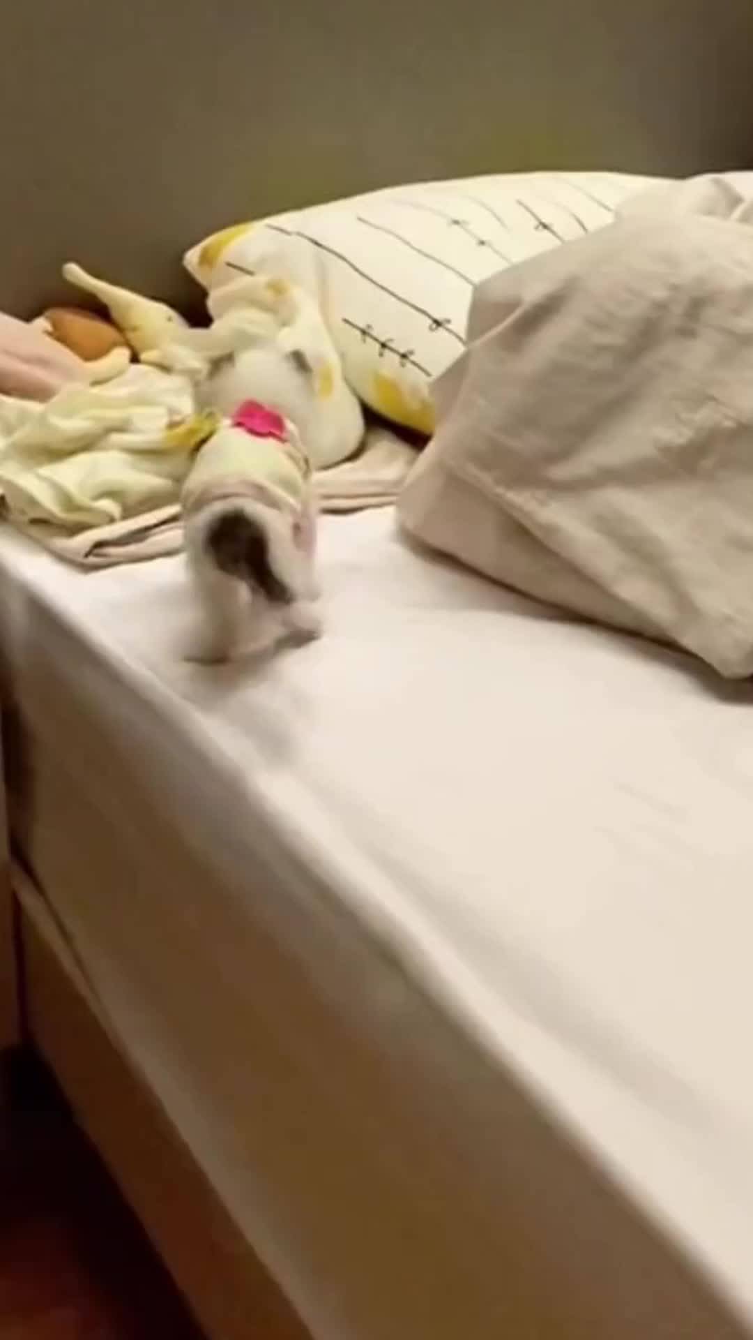 小猫玩累了,会自己会小窝里面睡觉的