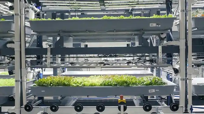 垂直农场与传统农业之间成本比较 叶菜侠