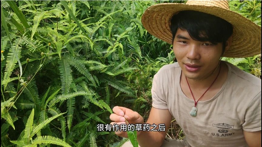 走了三四回才发现的草药它到底有什么作用呢,都快被挖灭绝了