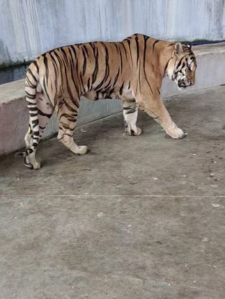 危险动作请勿模仿#野生动物零距离 #动物园实拍视频