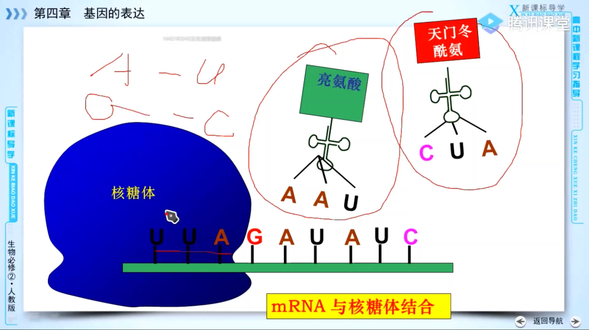 基因的表达——翻译(二)