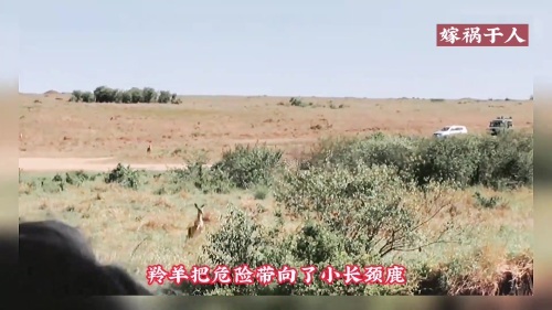 猎豹疾驰追逐羚羊,最后却遭受不幸 blame 于脆弱长颈鹿母子