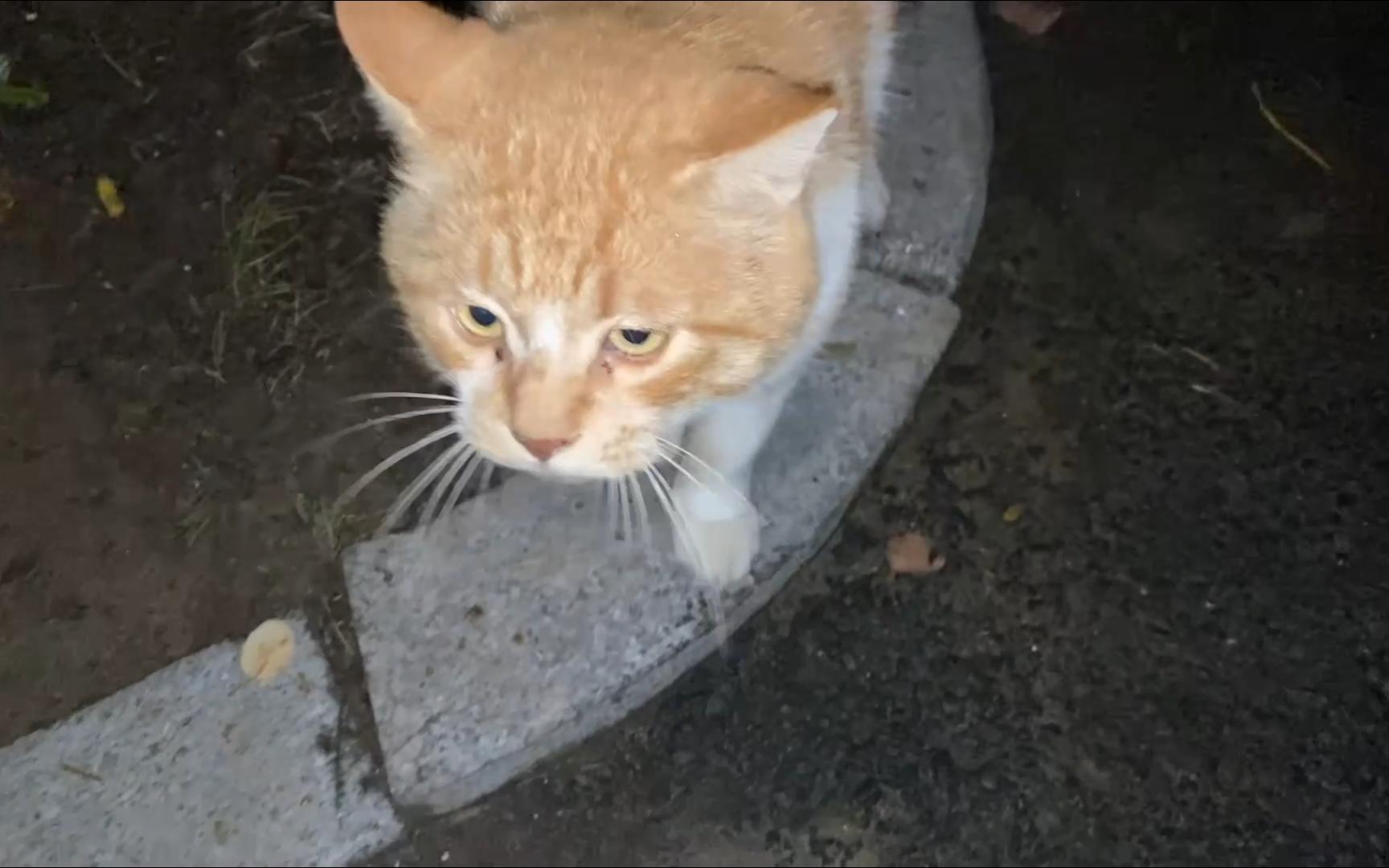 摸着大脸橘猫的大头,惊讶到狂飙C语言