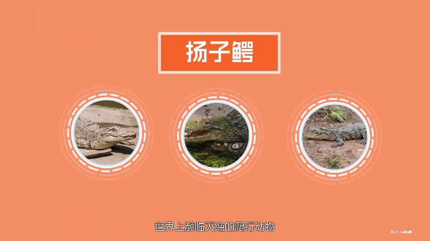 【科普】鳄鱼是爬行动物吗?