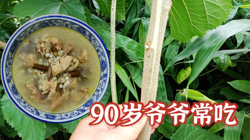 剪些桑枝回家炖老母鸡,90岁爷爷说他常吃,为冬天来临早做准备