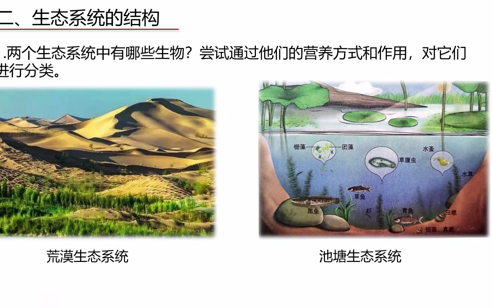 3.1生态系统的结构 2023-01-08