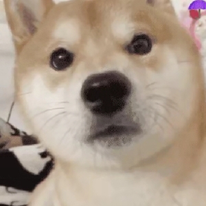 阿飞gkd 