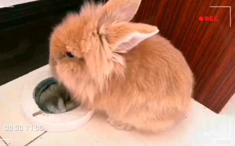 【萌宠】仓鼠和兔子在一起会怎么样
