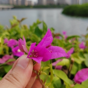 拈花妙品 