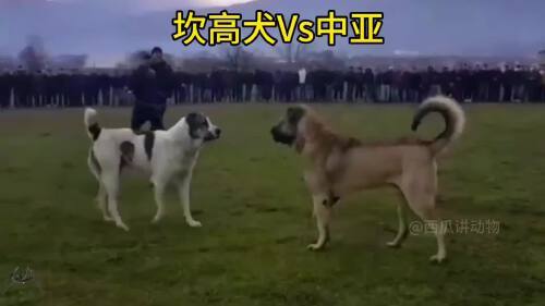 坎高犬跟中亚牧羊犬之间的王者之战