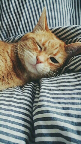 假装自己比较酷 