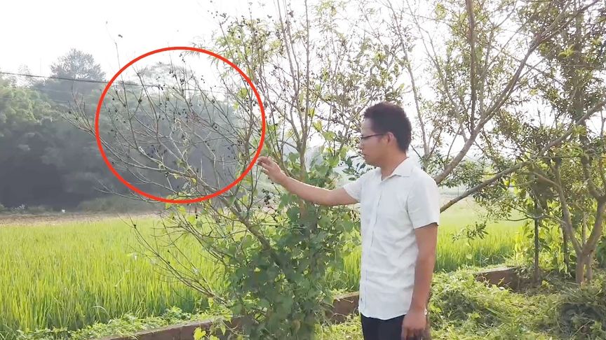 小伙种了6年的杨梅树,突然发现树上不对劲,只好把它砍掉了
