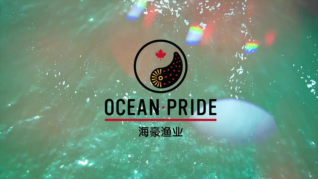 【直营】OPF加拿大野生红极参340g北大西洋淡干深海参非刺参辽参