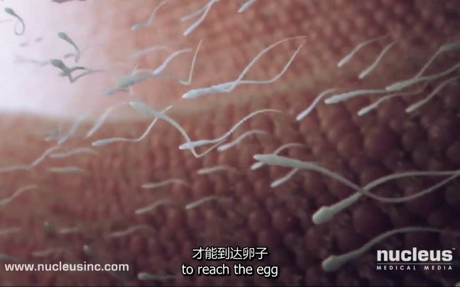 精子卵子受孕全过程,从小蝌蚪到生命的诞生!真是一部震撼人心的科幻...
