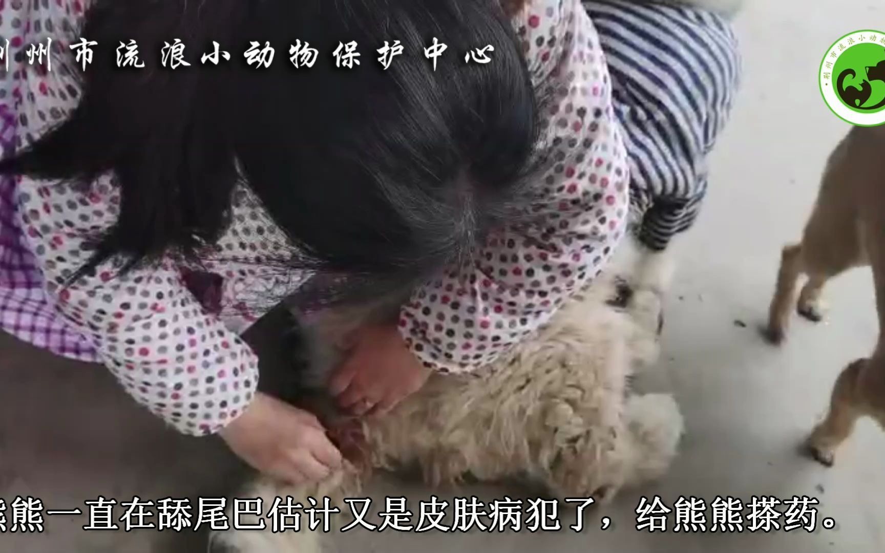 及时制止犬舍打斗,部分狗狗幸运加餐小幸福