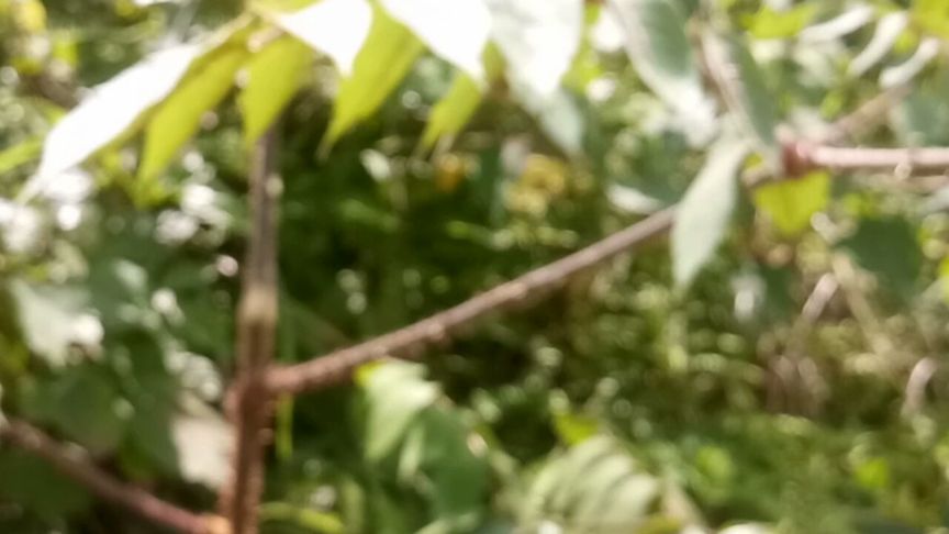 随处可见又让人讨厌的楤木,既然是一味中草药。功效还很多。
