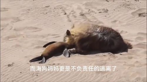 狗咬狗,吃海鲜!