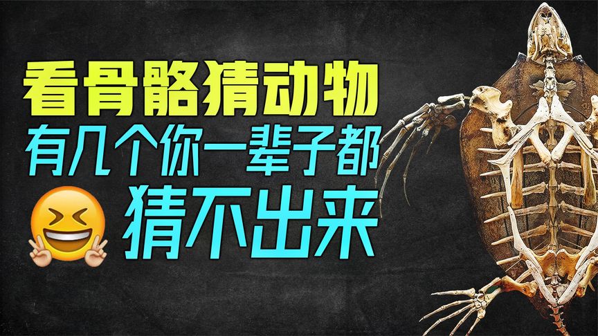 看骨骼猜动物,有几个你一辈子都猜不出来 | 林老师吃莎拉