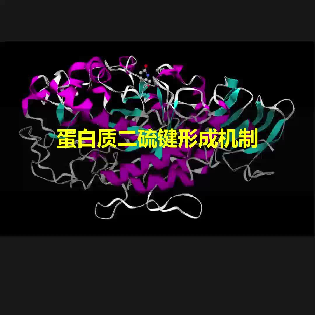 蛋白质二硫键,对于蛋白质的折叠和功能发挥起到重要作用