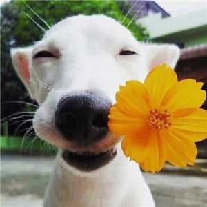 路过的七星嫖虫 