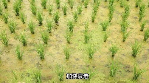 水稻的生长环境,水稻的繁殖方式
