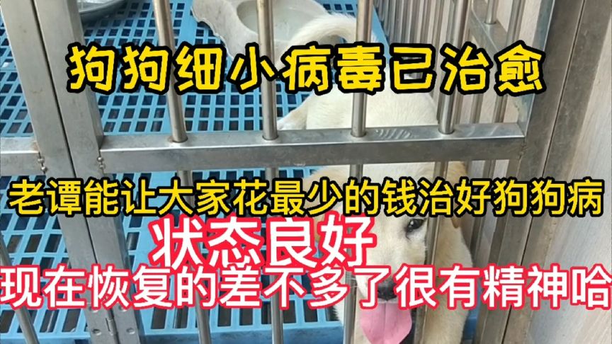 细小病毒狗狗已经治好准备发给粉丝,感谢粉丝们的信任与支持!