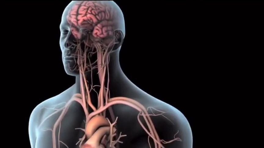 医学动画,#呼吸 #解剖 #膈肌的重要性