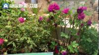 【冬季 泉畔 牡丹怒放…今年春节来济南泉城公园赏花吧】春节临近,...
