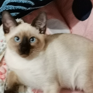 冯蹦蹦是只暹罗猫