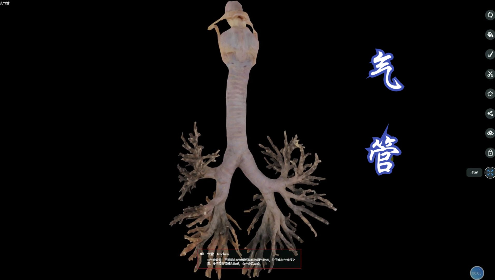 气管的内部结构