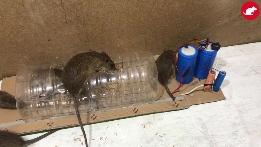 实拍牛人制作水瓶带电捕鼠神器!一电一个准!