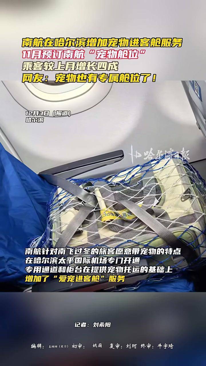 南航在哈尔滨增加宠物进客舱服务,11月预订南航"宠物舱位"乘客较上月...