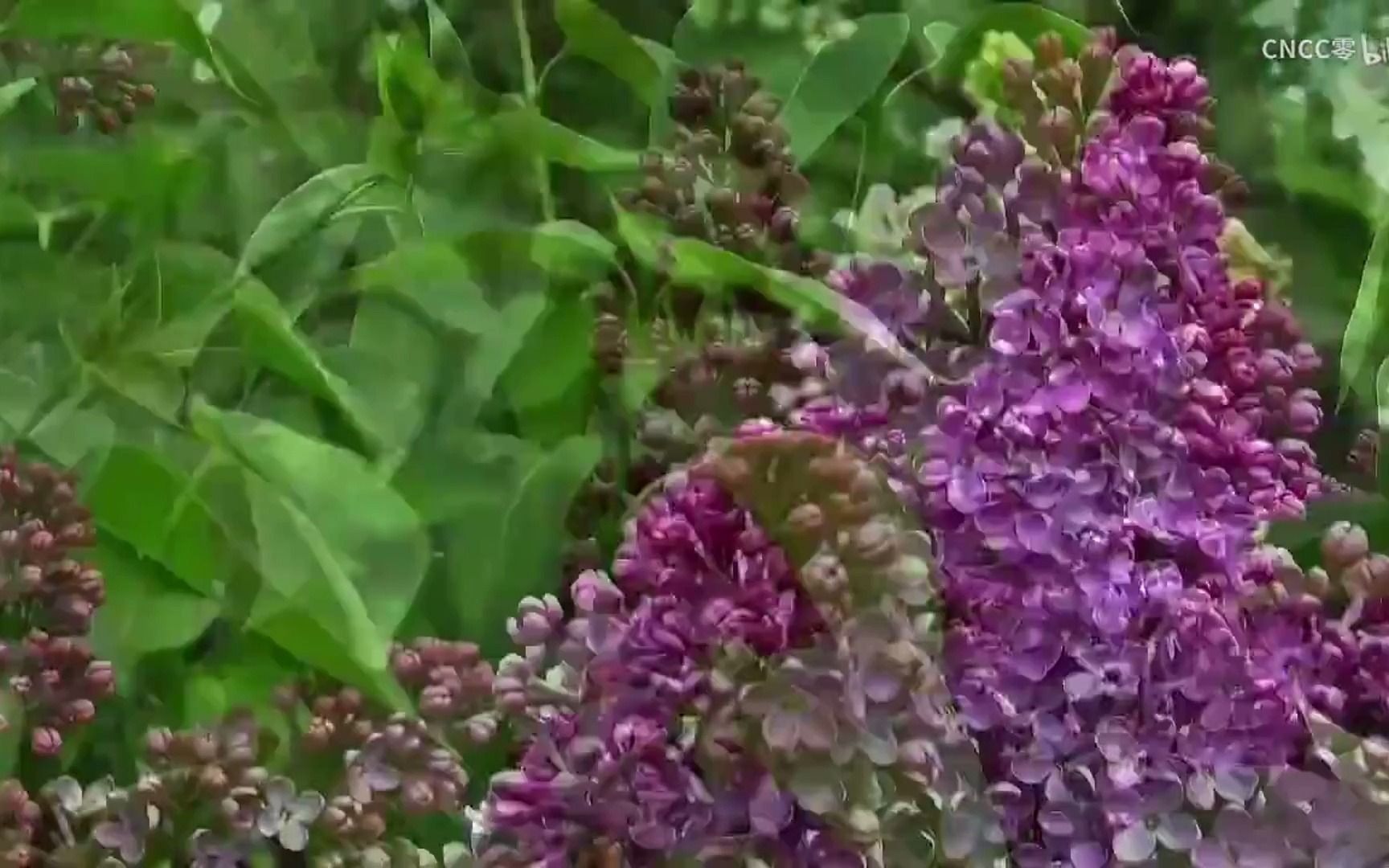 正版steam怎么下载cs,怎么优化steam下载速度,steam怎么提前下载_...