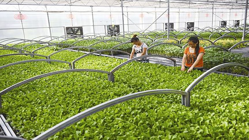 为何我国果蔬经常农残留超标被退回,而欧美国家能实现农药低残留