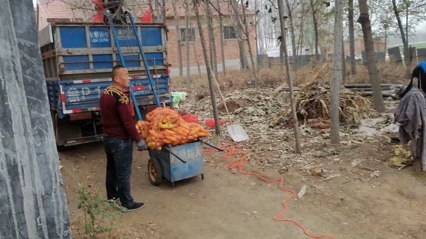 今天中午11、26日玉米价格多少钱一斤?